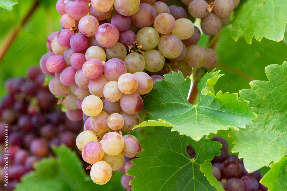 Foto de A single cluster of vibrant lush green and purple color organic ...