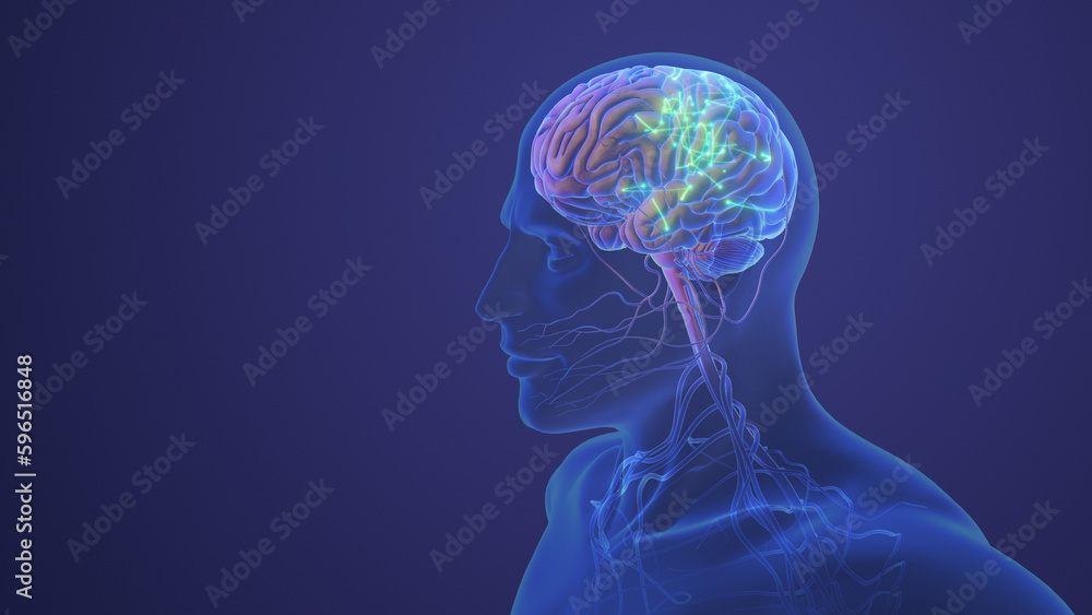 Human Central Nervous System with Brain Anatomy Stock Illustration ...