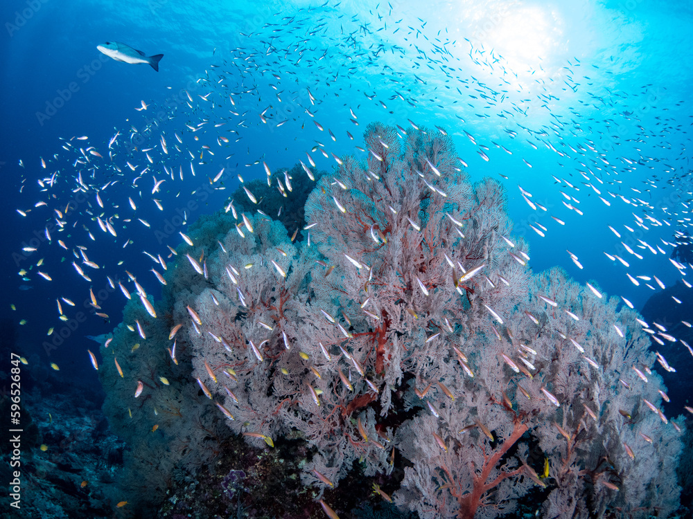 Giant Pink Gorgonian Sea Fan coral with school of fish under light rays ...