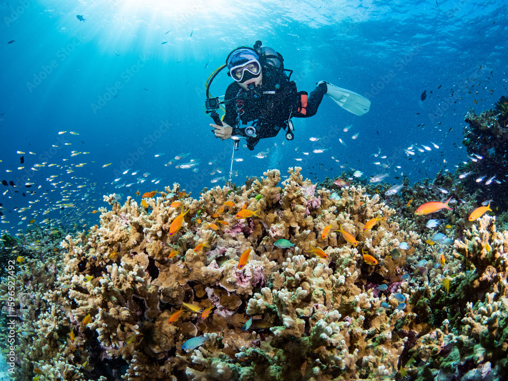 Female diver posing over hard coral reef with a school of anthias fish ...