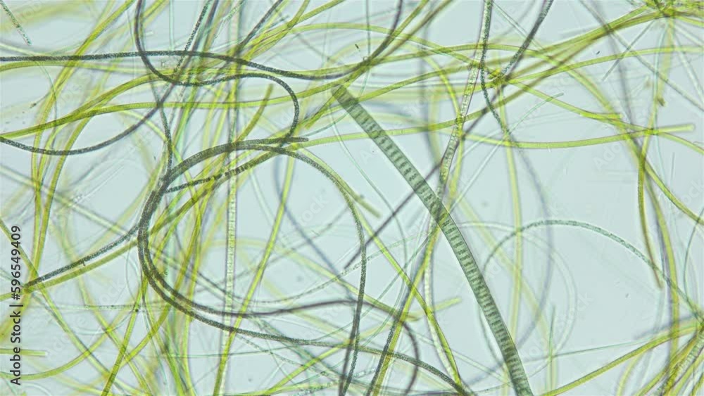 Vidéo Stock Movement of Cyanobacteria and Chlorobia under a microscope ...