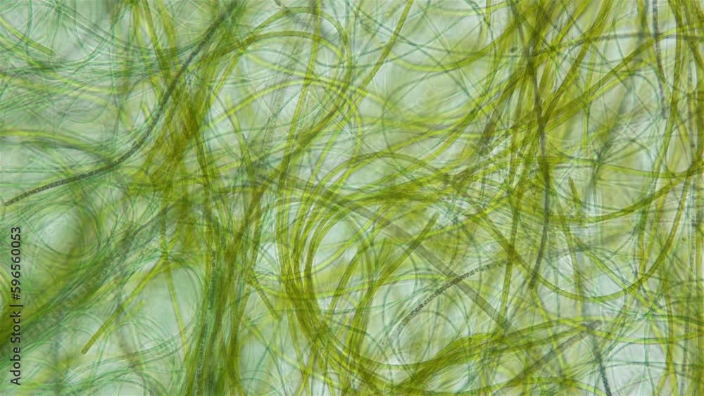 Movement of Cyanobacteria and Chlorobia under a microscope, domain ...