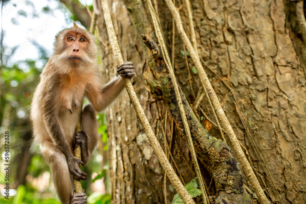 Monkeys in nature in the jungle of Thailand. A flock of monkeys in the ...