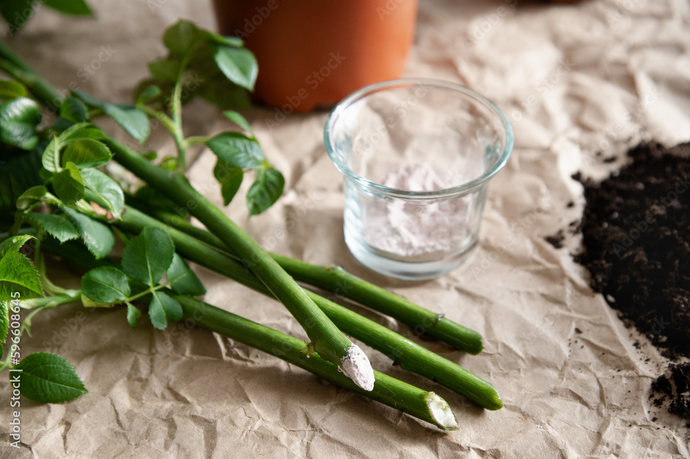 Four shoots of a rose flower. Preparation of a rose seedling for ...