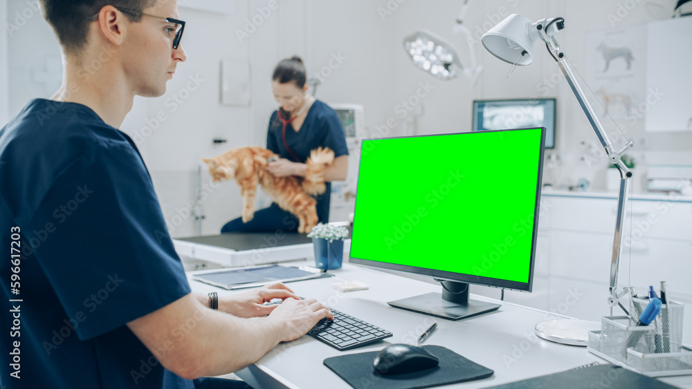 Female Veterinarian Diagnosing a Red Maine Coon Cat with Stethoscope ...