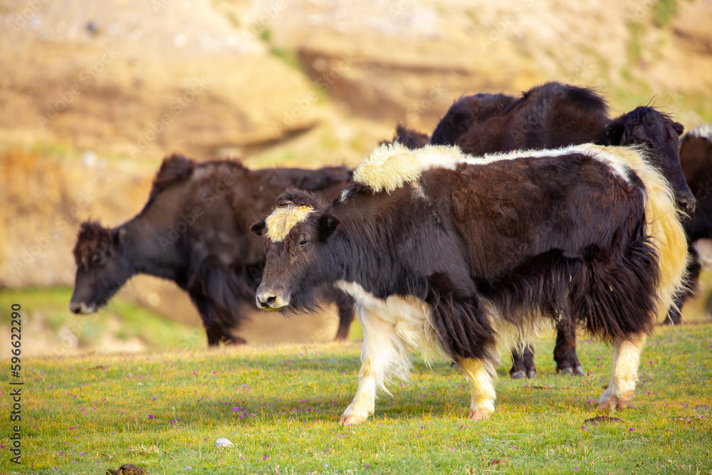 A herd of yaks graze in the mountains. Himalayan big yak in a beautiful ...