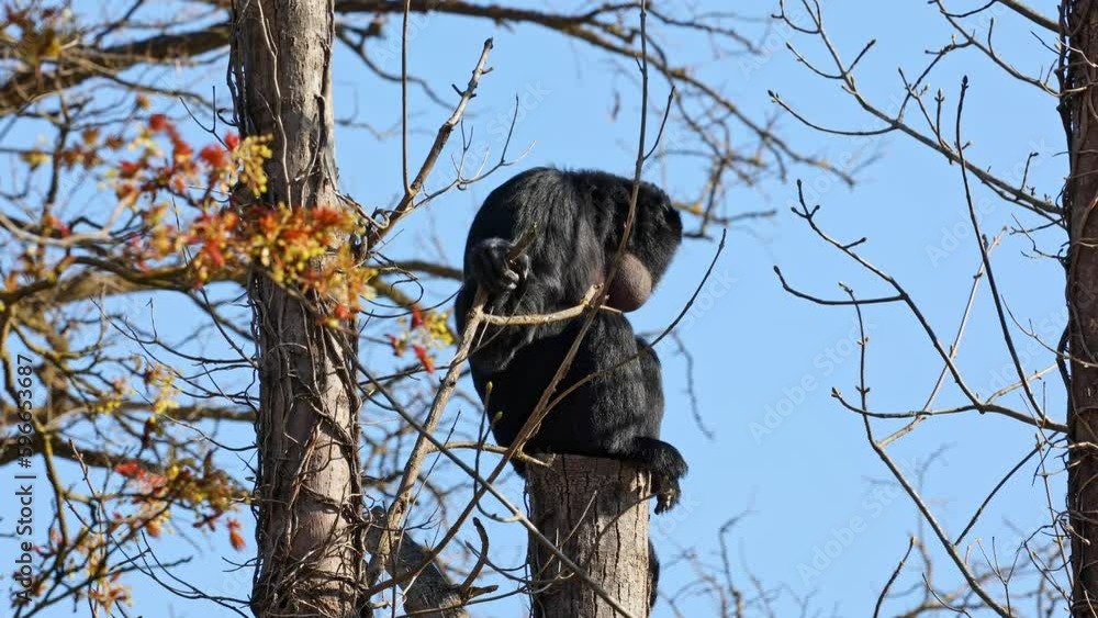 The black-headed spider monkey, Ateles fusciceps is a species of spider ...