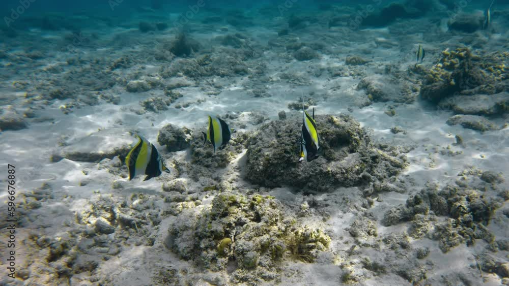 Beautiful cute colorful coral fish moorish idol swimming undersea ...