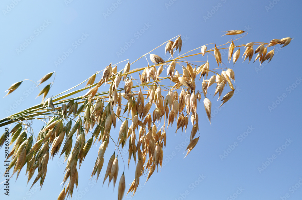 Reaching the harvest in the field, growing oats harvesting, agriculture ...