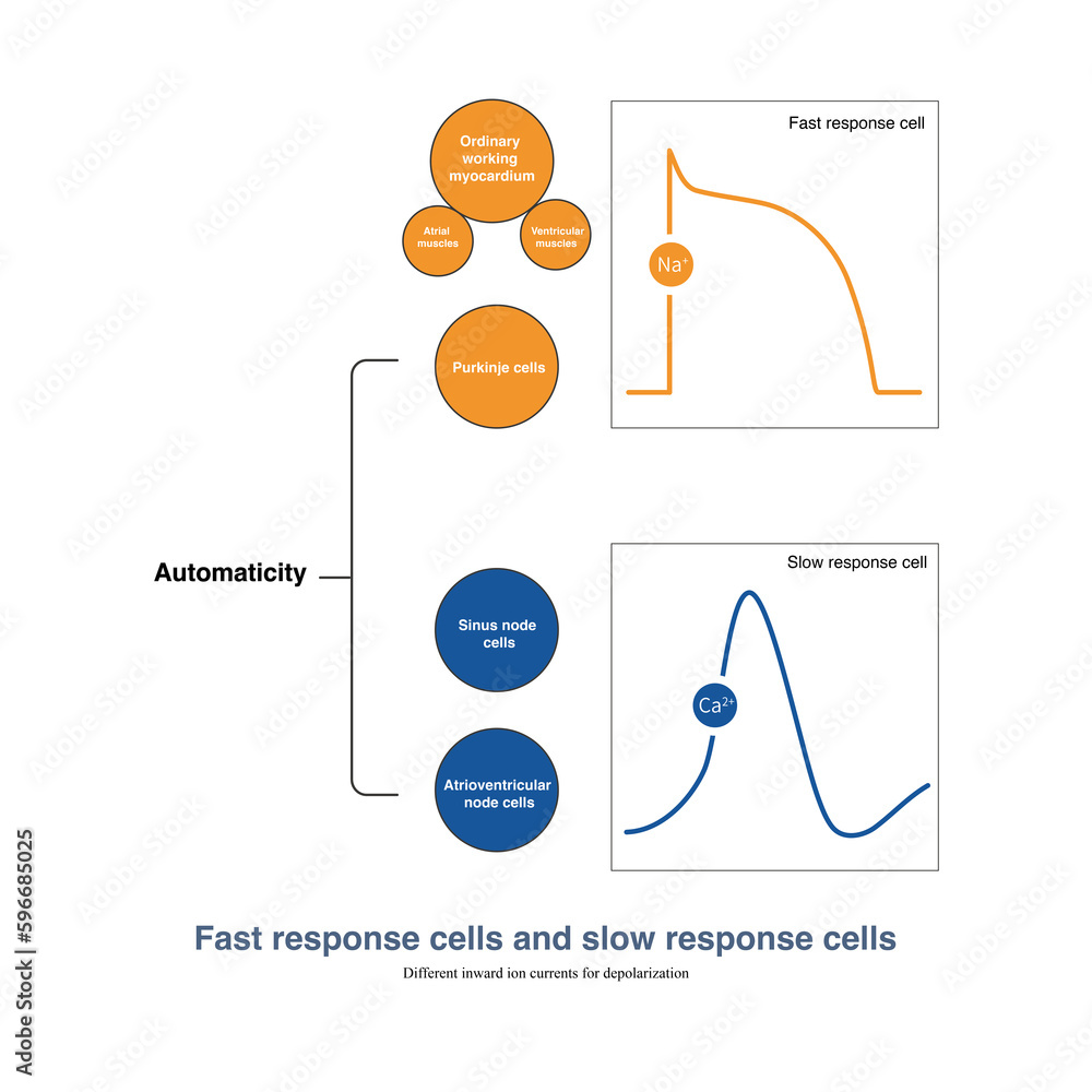 In the heart, the depolarization of sinus node and atrioventricular ...