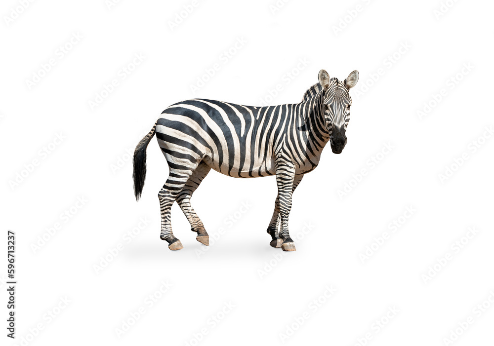 Young beautiful zebra isolated on white background, zebra close up ...