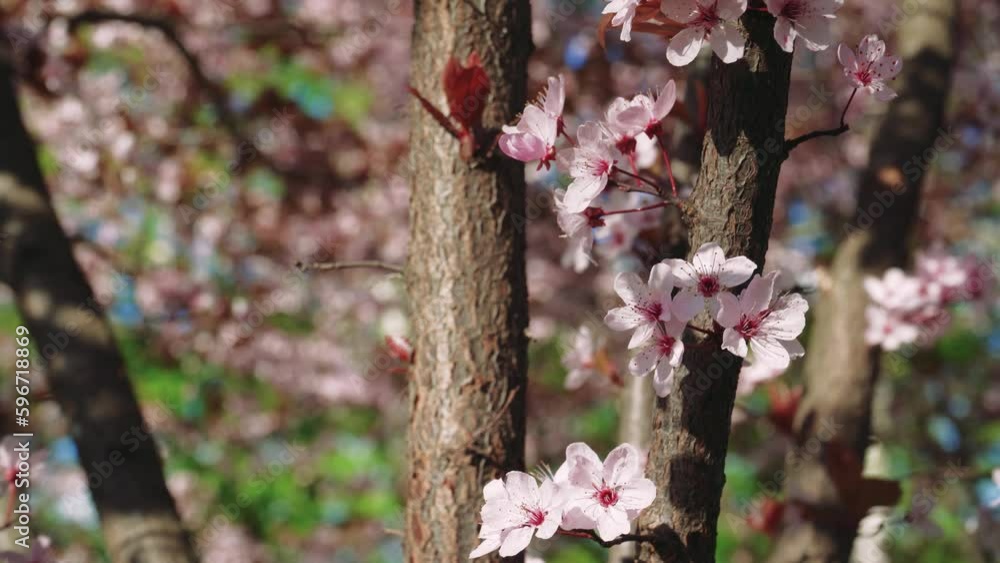 Cherry branch with flowers in spring bloom. A beautiful Japanese tree ...