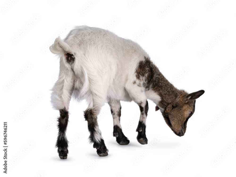Cute white with brown Pygmy goat, standing facing back. Head down like ...