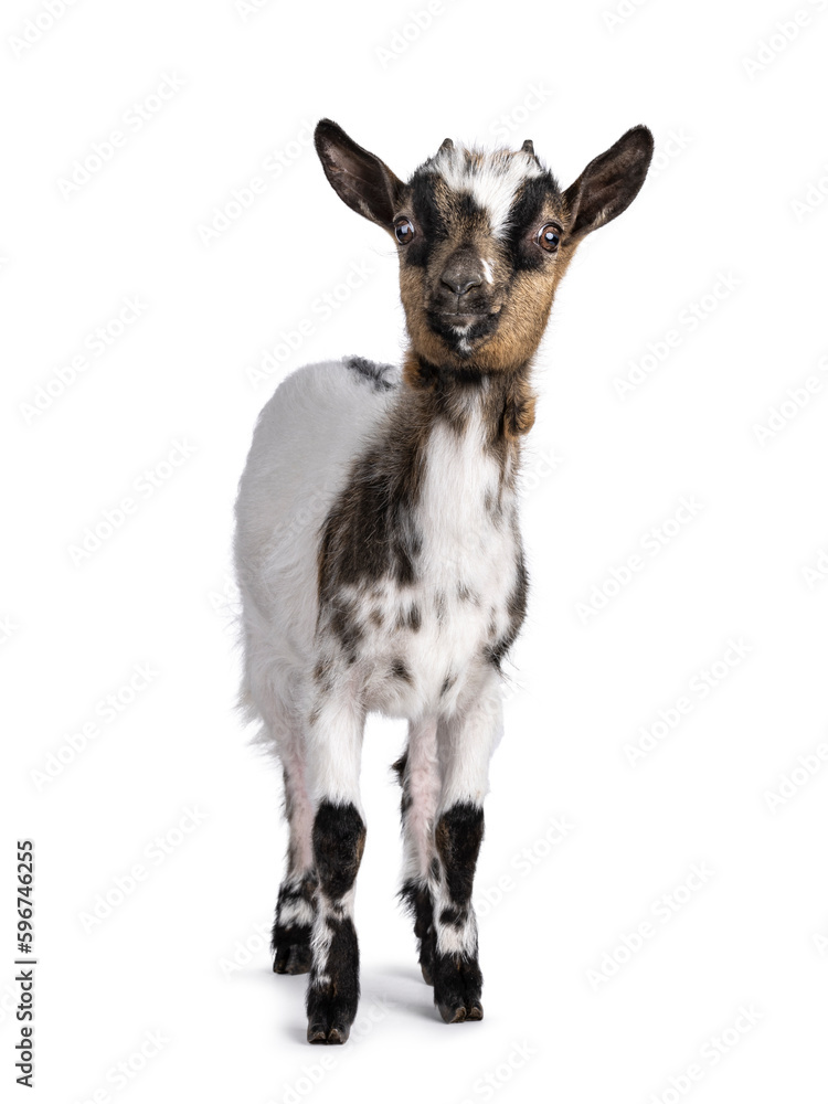 Cute white with brown Pygmy goat, standing facing front. Looking ...