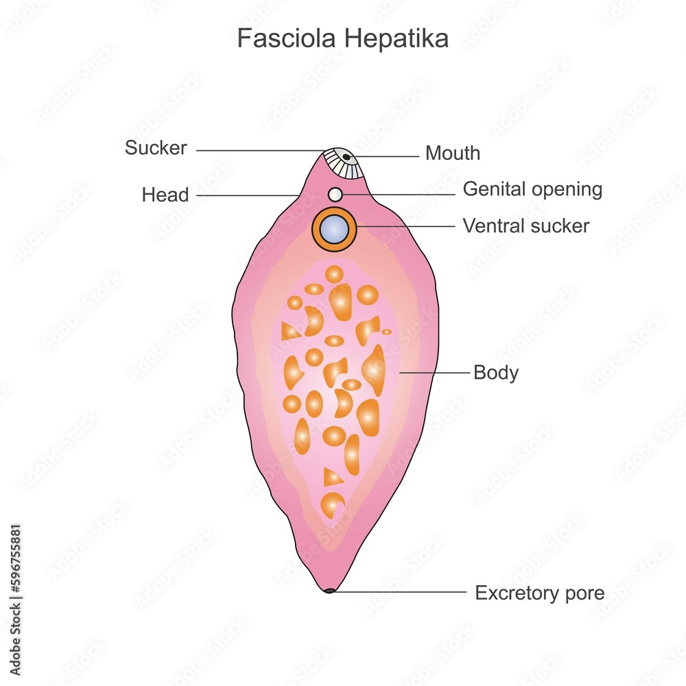 Fasciola hepatica. Structure of liver fluke.Parasitic trematode.vector ...