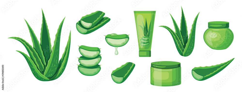 Set of beautiful aloe vera in cartoon style. Vector illustration of ...