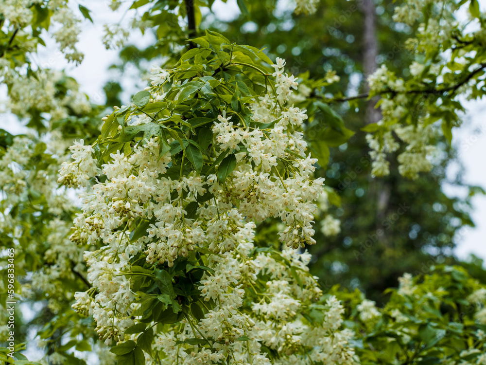 Staphylée de Colchide ou faux pistachier (Staphylea colchica) Stock ...