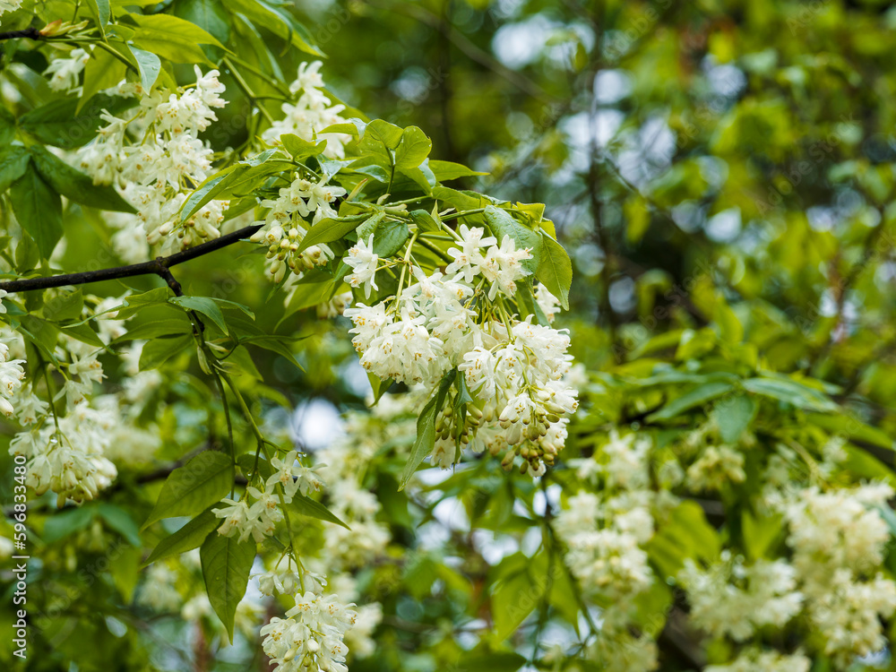 Photo & Art Print (Staphylea colchica) Staphylée de Colchide, arbuste ...