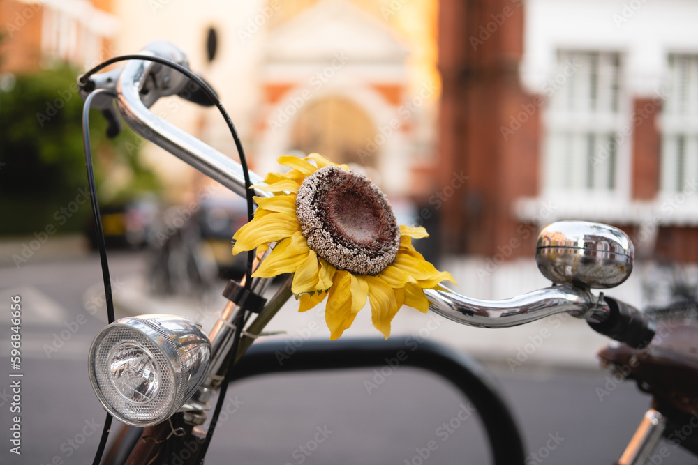 Horizontal close-up of a bicycle handlebars with a yellow sunflower ...