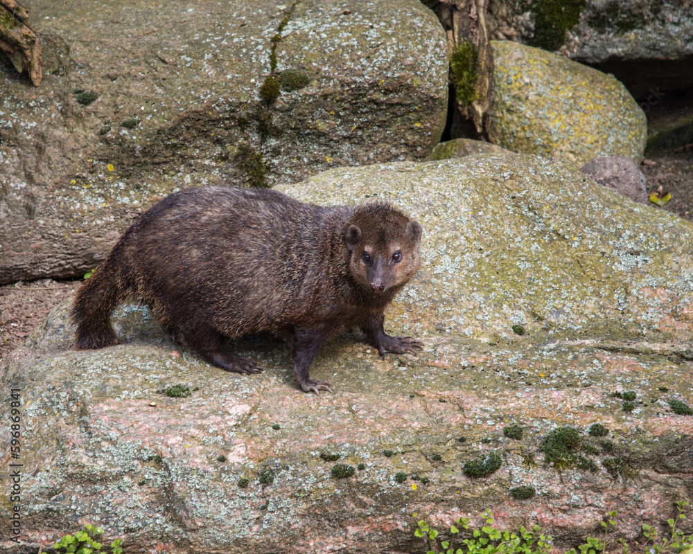Common Cusimanse, the long-nosed kusimanse with a wiry texture down the ...
