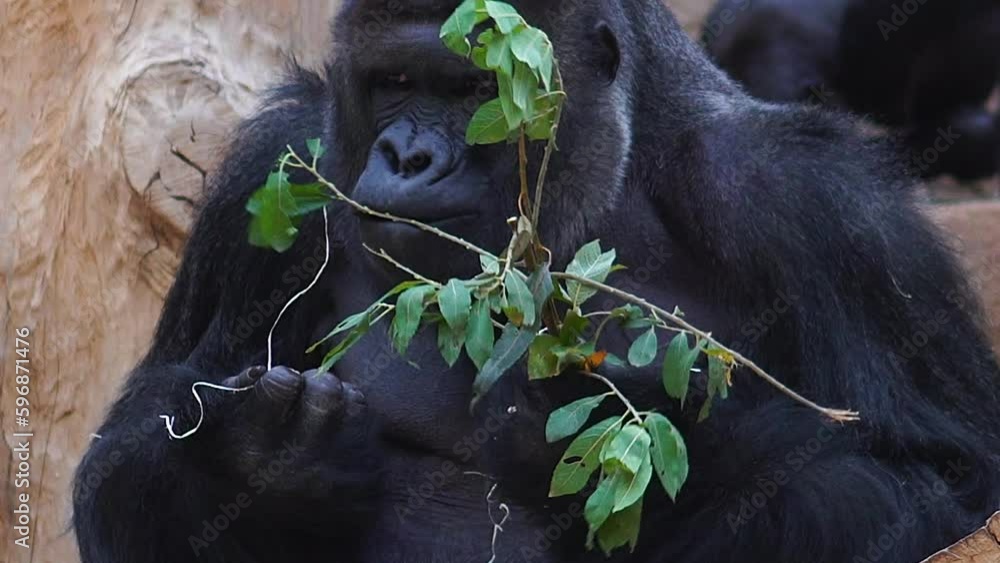 adult primate chews food in zoo.big black monkey looking around close ...