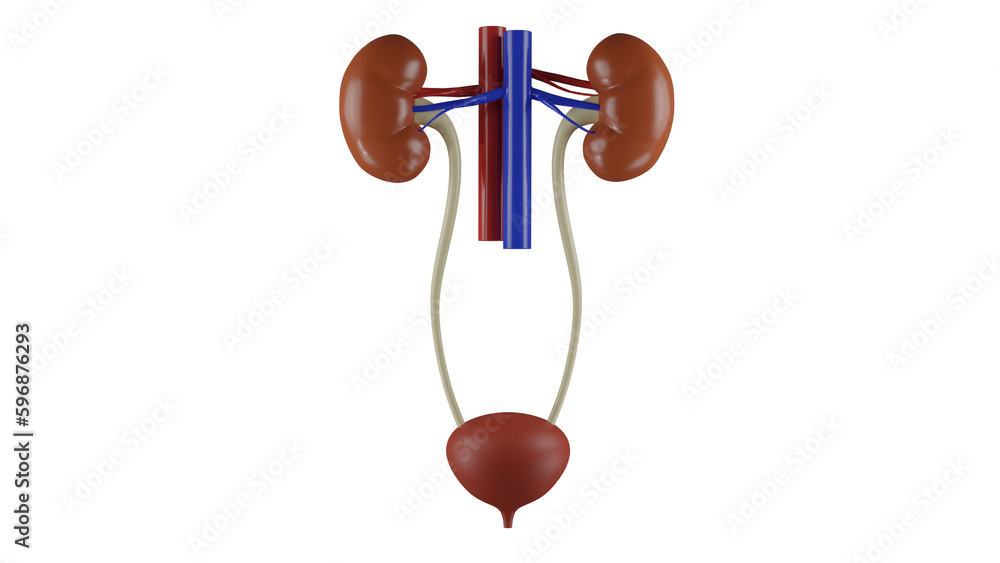 Two kidneys with bladder, renal vein and renal artery isolated on ...