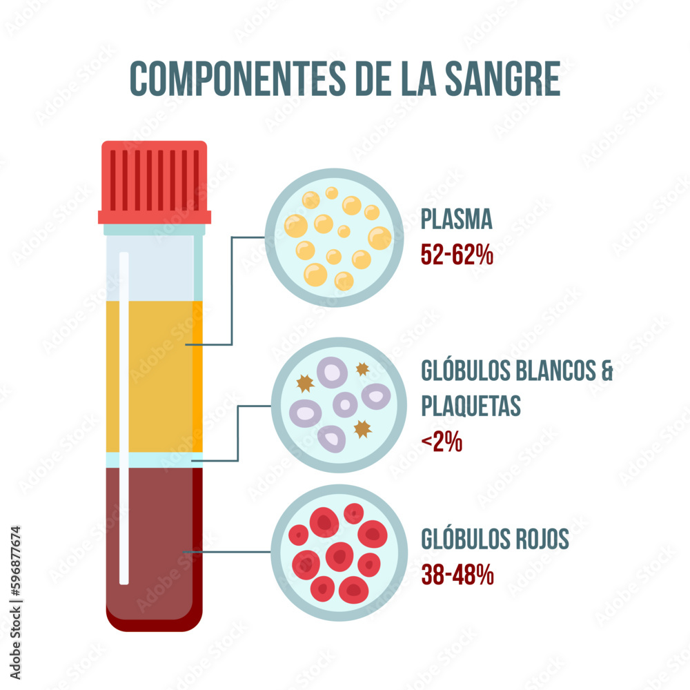 Componentes de la sangre. The Composition of Blood poster. Red blood ... Componentes de la sangre. The Composition of Blood poster. Red blood ...