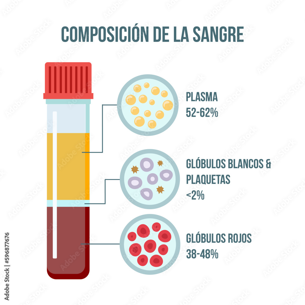 Composicion de la sangre. The Composition of Blood poster. Red blood cells, white blood cells ...