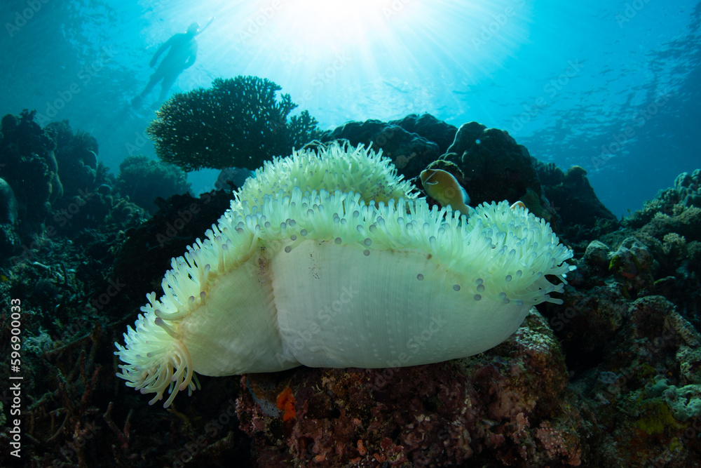 A bleached magnificent anemone grows on a coral reef in Raja Ampat ...
