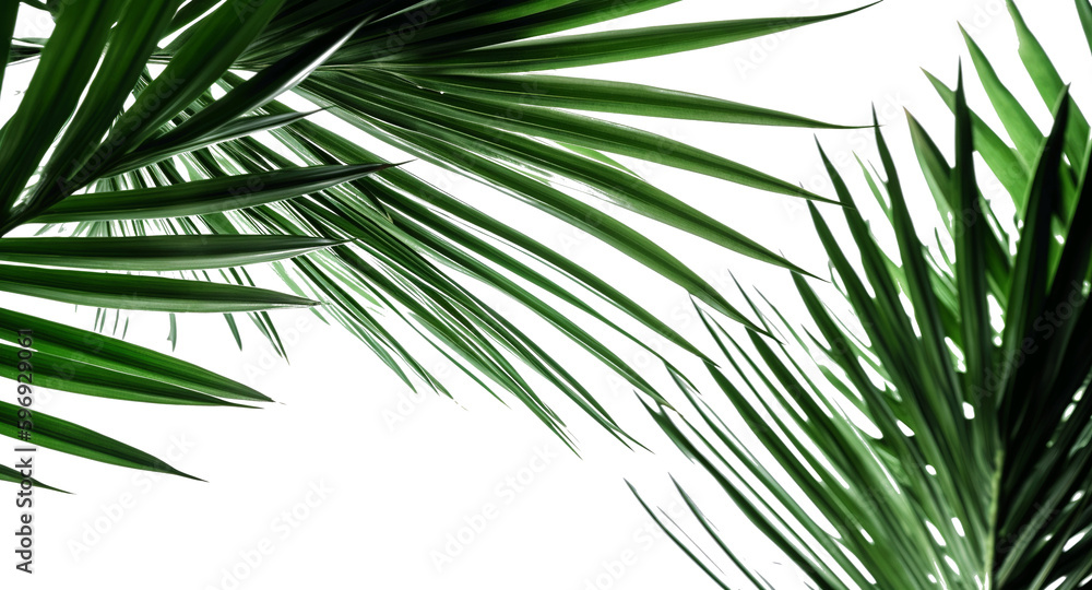 Palm tree leaf isolated on white or transparent background, palm leaves ...
