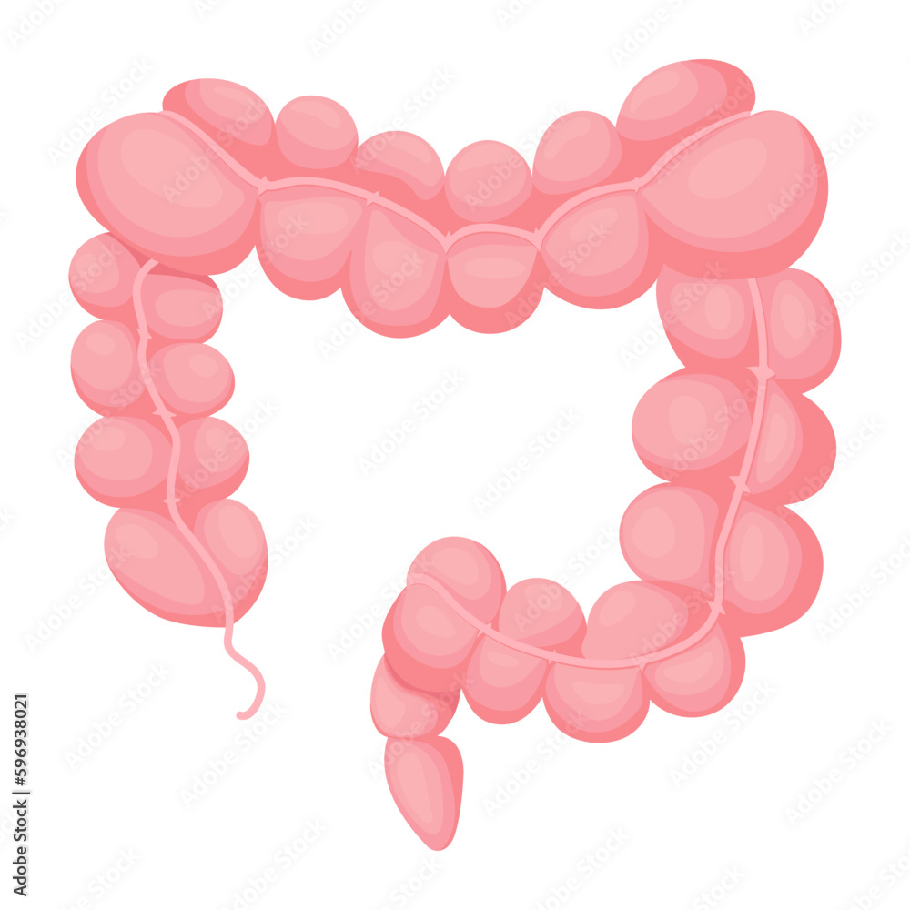 Colon. Human organ. Gastrointestinal tract. Vector illustration in flat ...