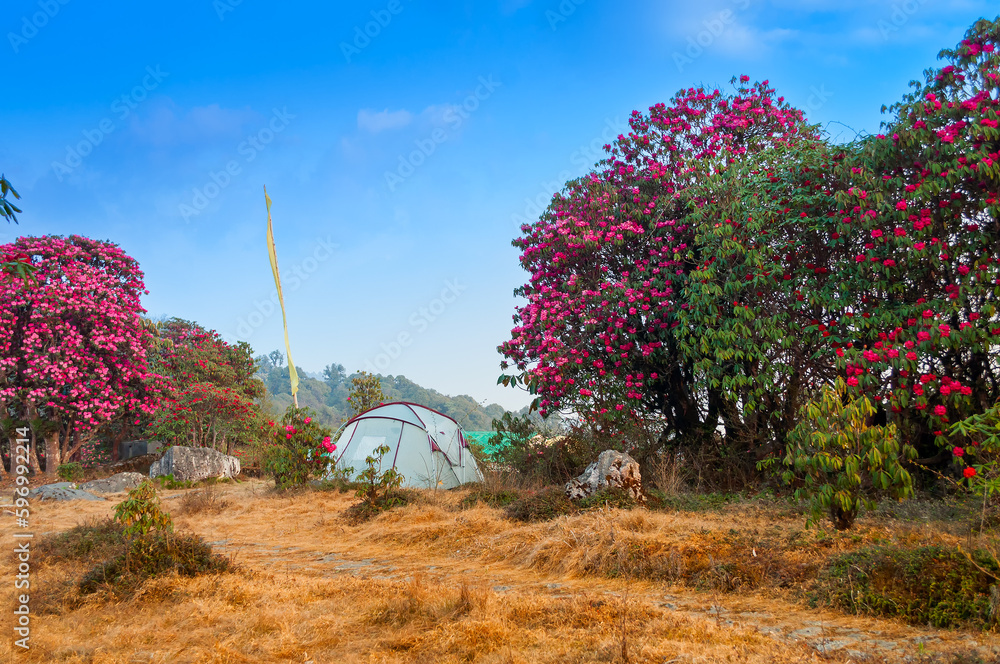 Varsey Rhododendron Sanctuary or Barsey Rhododendron Sanctuary, in the ...