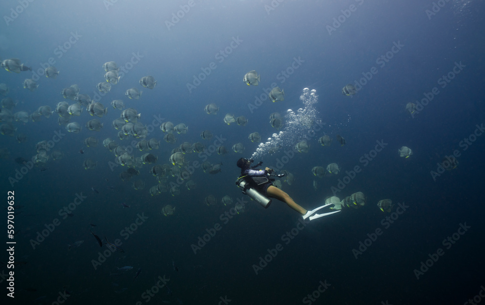 scuba diver in the sea with a school of large Bat fish - from Thailand ...