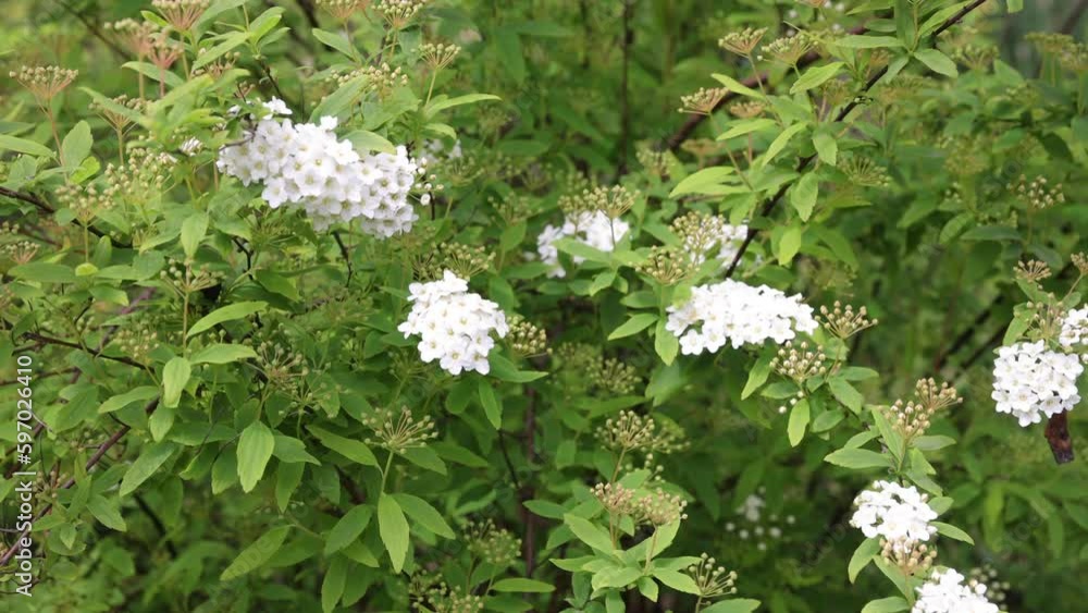 Bush Vanhoutte spirea. Spring blooming shrub with many white flowers ...