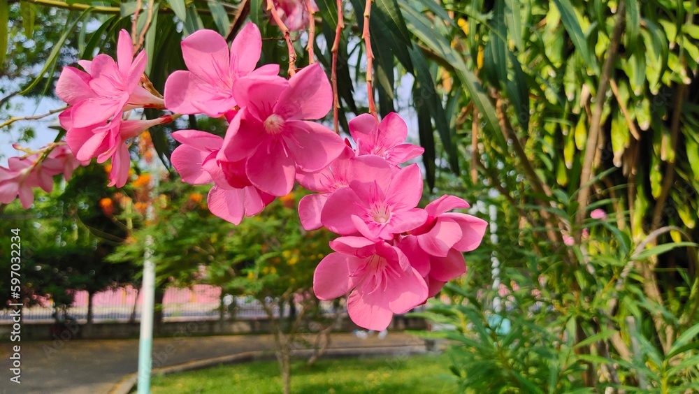 Oleander, Sweet Oleander, Rose Bay, beautiful pink flower The side of ...