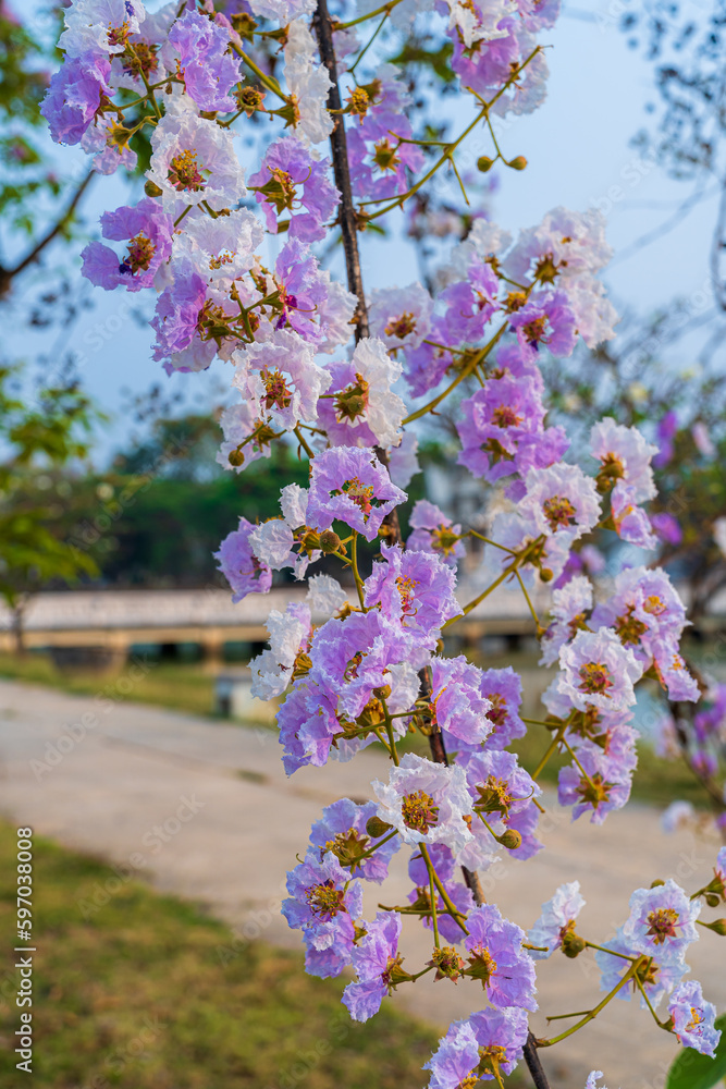 Beautiful blooming bungor (Lagerstroemia loudonii Teijsm. Binn) flowers ...