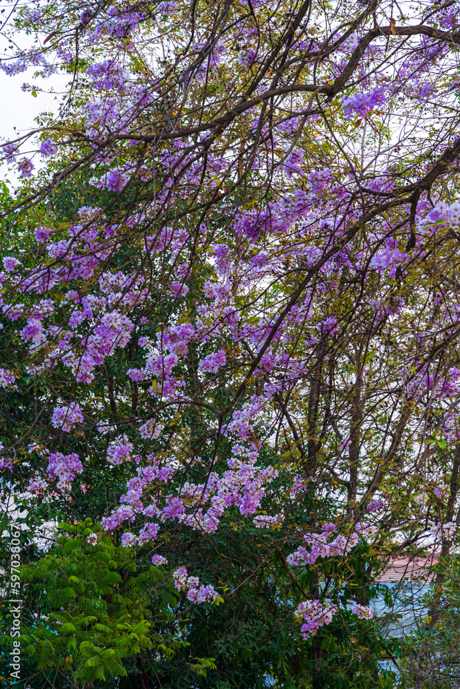 Beautiful blooming bungor (Lagerstroemia loudonii Teijsm. Binn) flowers ...