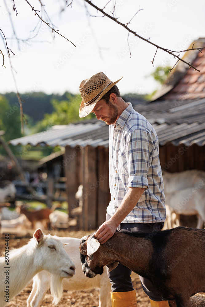 Male farmer taking care of his cute goats. Young rancherman getting pet ...