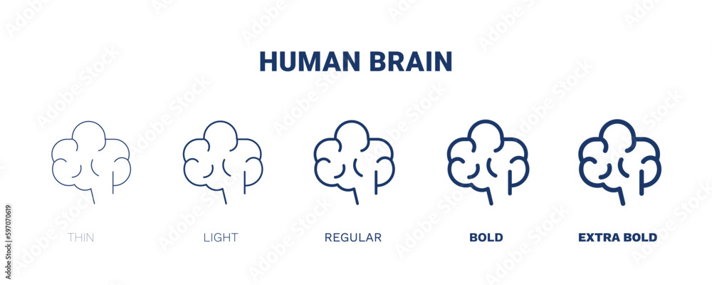 human brain icon. Thin, light, regular, bold, black human brain icon ...