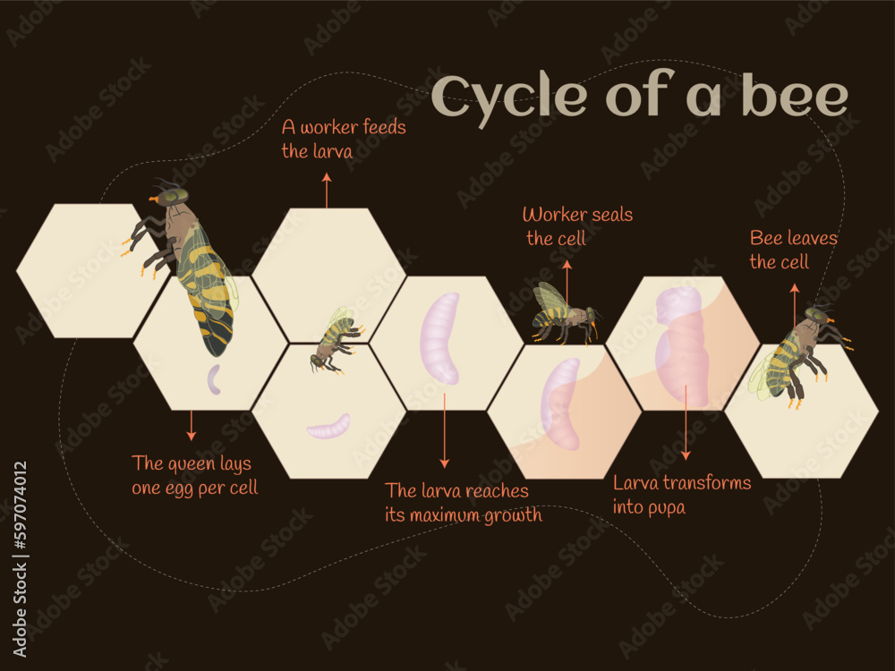 Infographic about the birth process of a bee, from the egg, larva, pupa ...