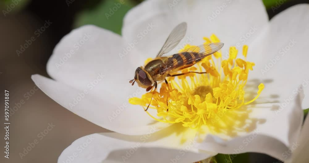 Hoverflies, flower flies or syrphid flies, insect family Syrphidae.They ...