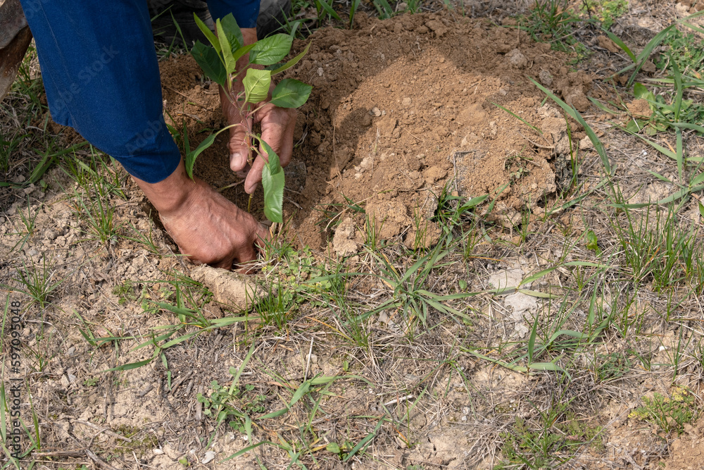 The farmer's hands plant a young apple sapling in the ground. A ...