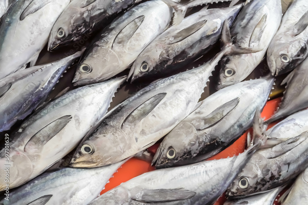 Fresh mackarel tuna sold at a traditional fish market in Tarempa, Riau ...