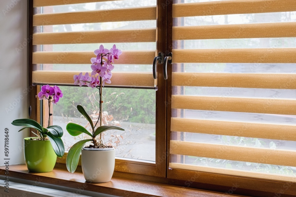 Window roller, duo system day and night. Cozy home interior. Stock ...