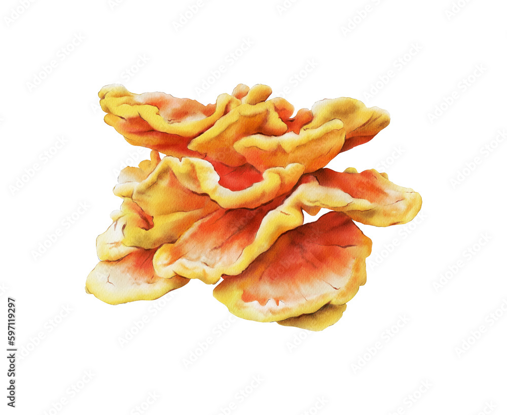 Chicken of the woods illustration. The chicken mushroom isolated ...