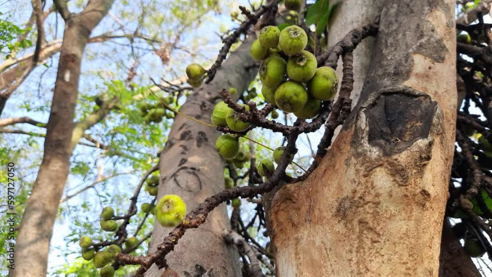 Ficus racemosa fruits. Its other names cluster fig, red river fig and ...