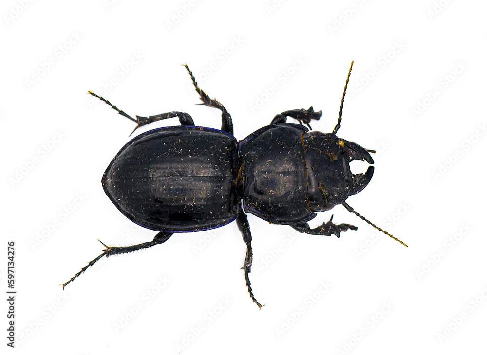 Moderately smooth warrior beetle - Pasimachus sublaevis - isolated on ...