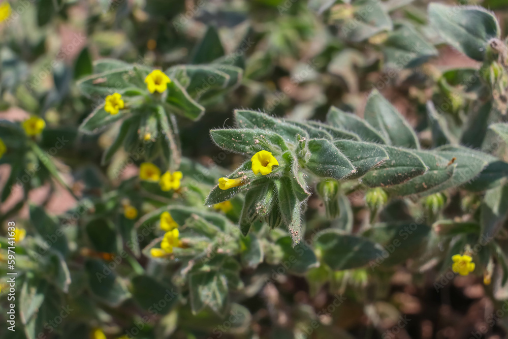 This flower, with its scientific name (Alkanna orientalis var), is ...