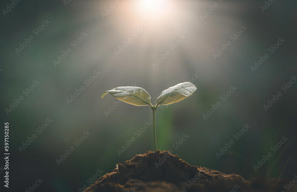 Growing plant,Young plant in the morning light on ground background ...