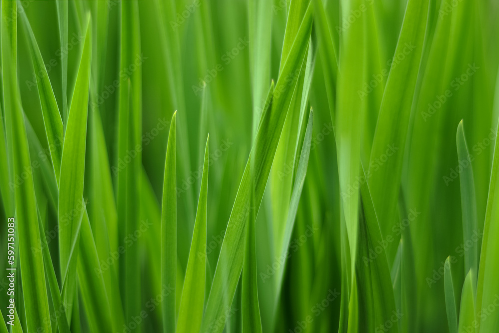 Nature of green leaf. Spring background. Cover page, greenery, green ...